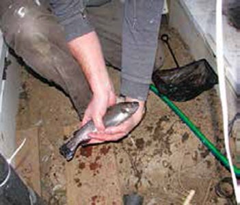 The Best Fish for A Cold Climate - Countryside